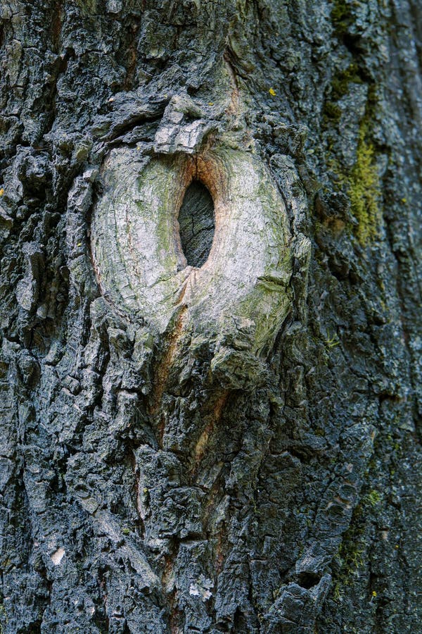Tree burl stock image. Image of burl, injured, tree - 275604581