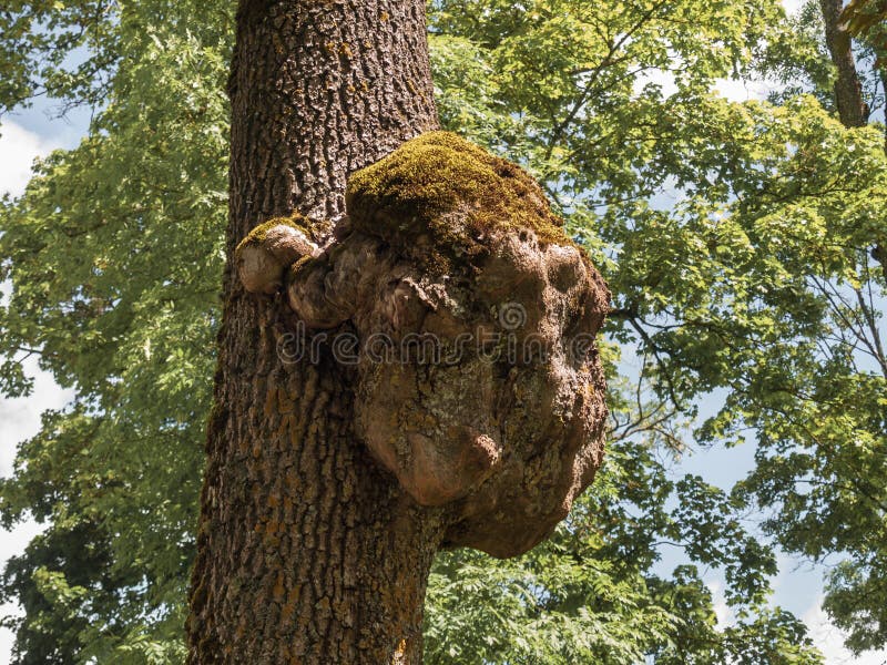 Tree burl in the forest . stock image. Image of plant - 267798109