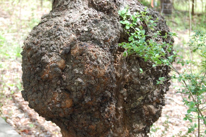 Large burl on a tree trunk stock image. Image of pine - 187025187