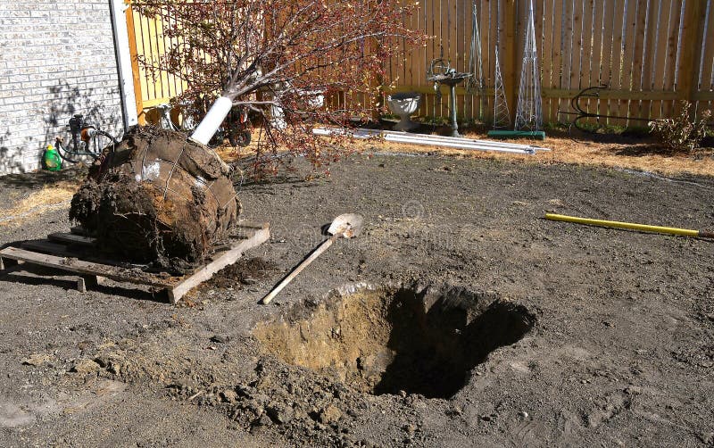 A Tree is Ready for Being Transplanted into a Pre-dug Hole Stock Photo ...