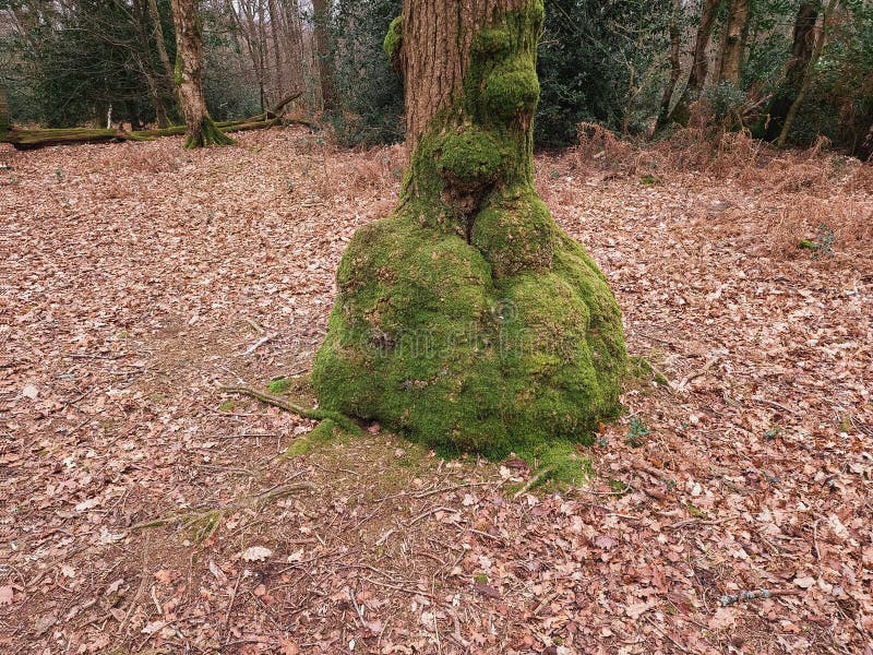 Tree with Burls Growing on the Base Stock Image - Image of sussex, bark ...