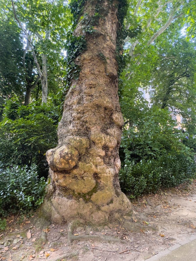 Tree with Burls, Trieste, Italy Stock Photo - Image of tommasini, burl ...
