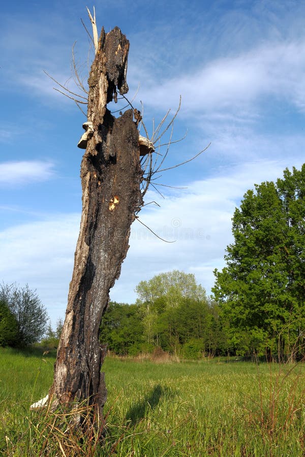 1,390 Distorted Tree Photos - Free & Royalty-Free Stock Photos from ...