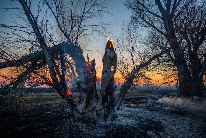 Wildfire old trunk stock image. Image of destruction - 176913477