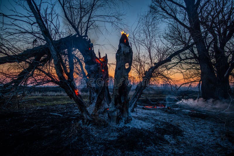 Wildfire old trunk stock photo. Image of trunk, burn - 207804890