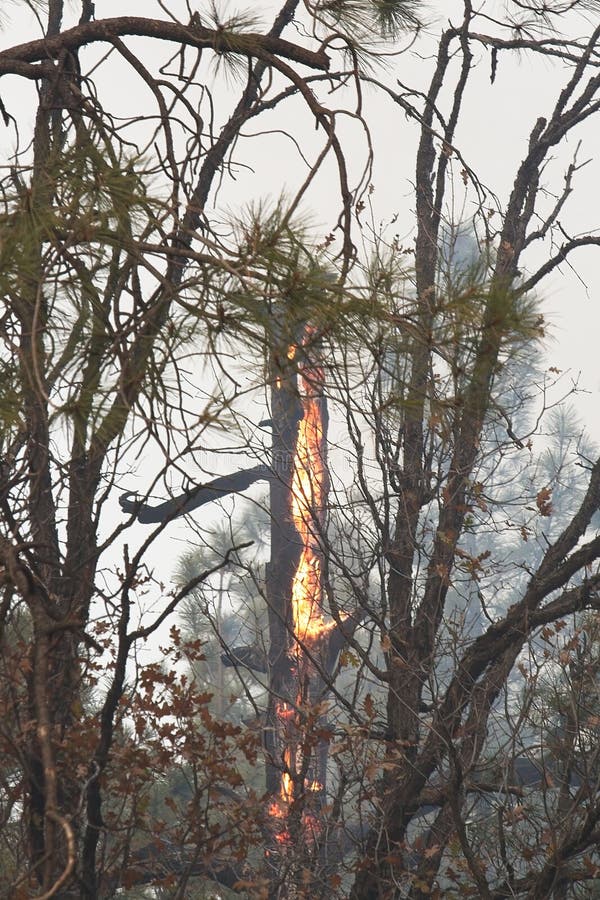 A Tree Burns in the Forest. Stock Photo - Image of fire, jeff: 261161040