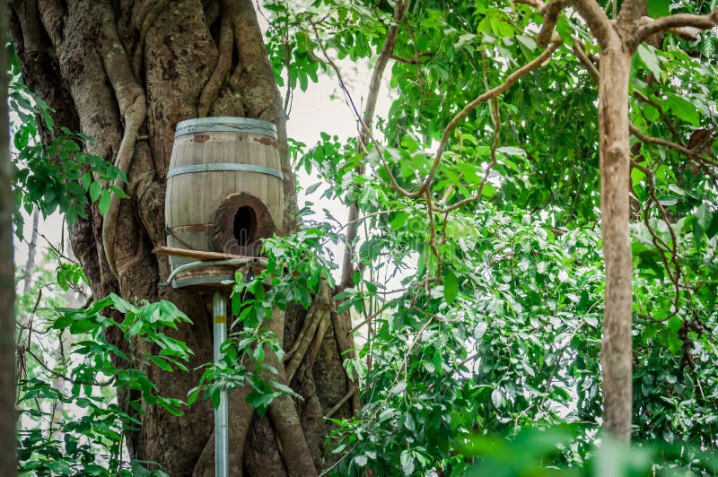 Tree Burrows for Conservation of Horn Bills and Wildlife that Require ...