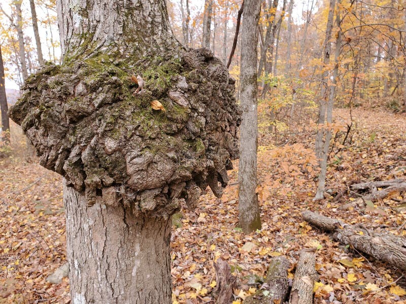 Tree Burst of Life stock image. Image of wildlife, geology - 235658843