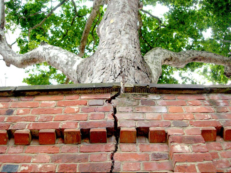 Tree bursting through wall stock image. Image of move - 5001035