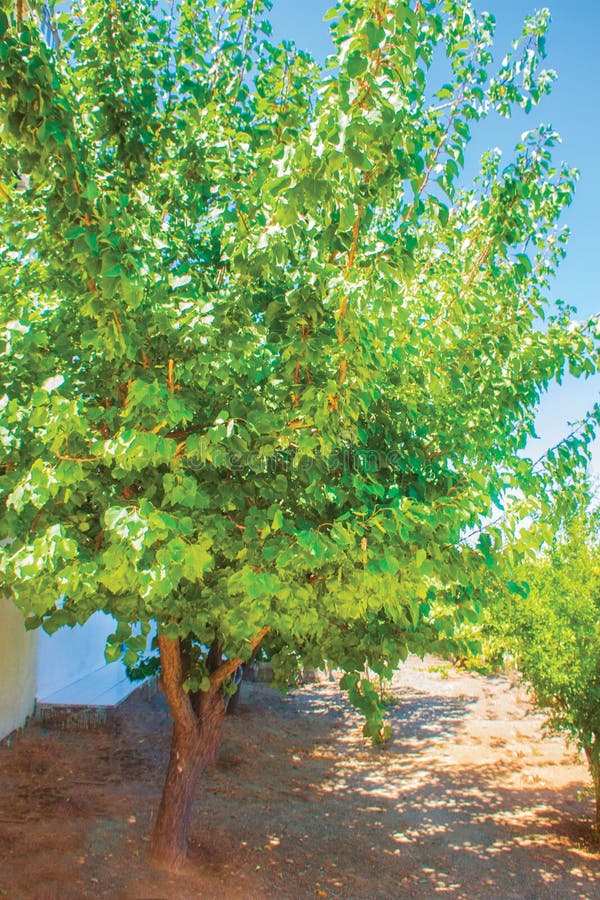 Tree bush background stock image. Image of crown, game - 94319879