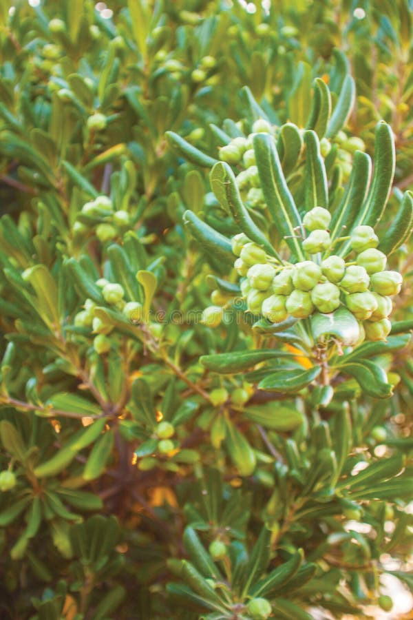 Tree bush background stock photo. Image of gardening - 94319916