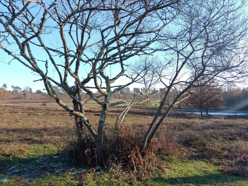 Shrubberyshrub Stock Photos - Free & Royalty-Free Stock Photos from ...