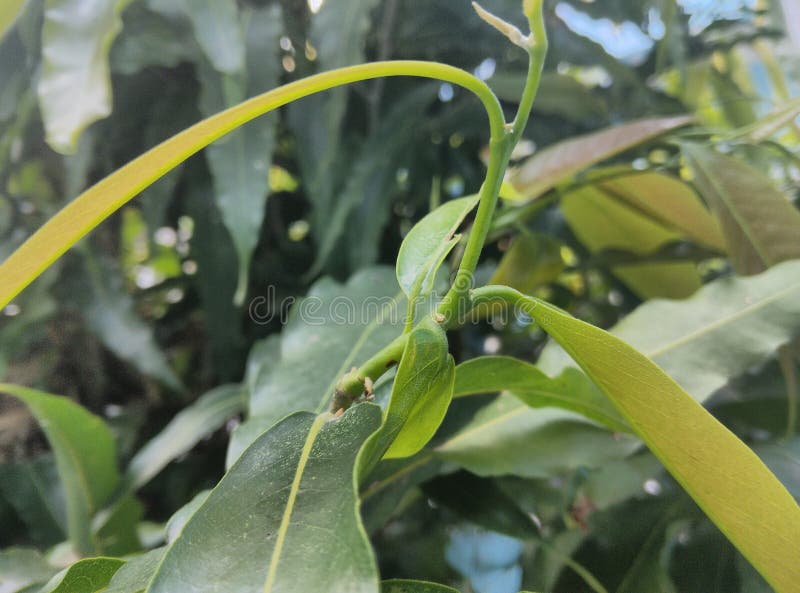 Tree bush random green stock photo. Image of bush, plant - 225839084