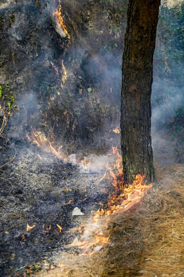 Tree and Bushes on Fire with Wildfire Stock Photo - Image of flames ...