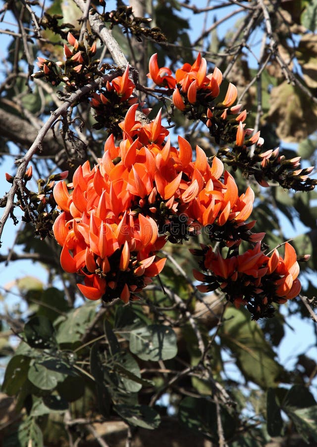 Tree of Butea monosperma stock photo. Image of nature - 39708298