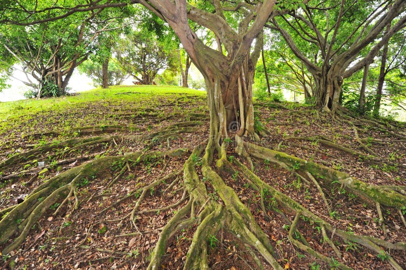 Tree with Buttress Roots stock photo. Image of tropical - 23916016
