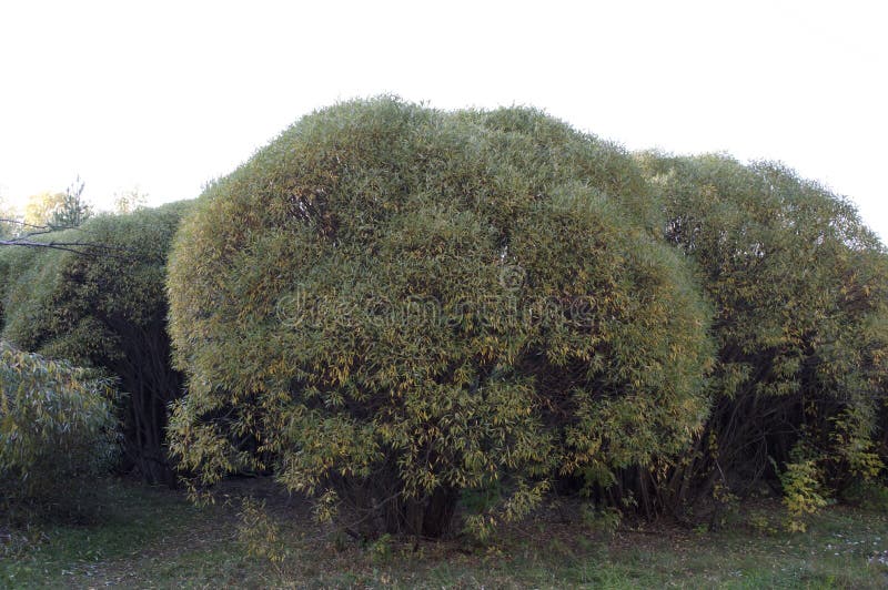 Butyfull Round Crowns Stock Photos - Free & Royalty-Free Stock Photos ...