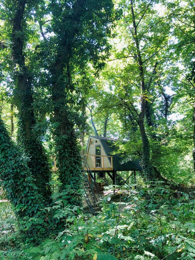 Living in a Tree Hut in the Jungle Stock Image - Image of curtain ...
