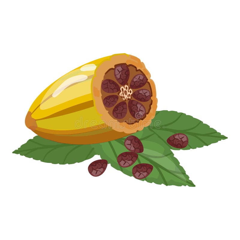Tree Cacao Fruit Icon Cartoon Vector. Leaf Nut Stock Vector ...