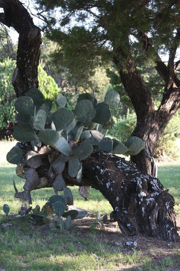 Tree with Cactus stock photo. Image of green, brown, plant - 83324500