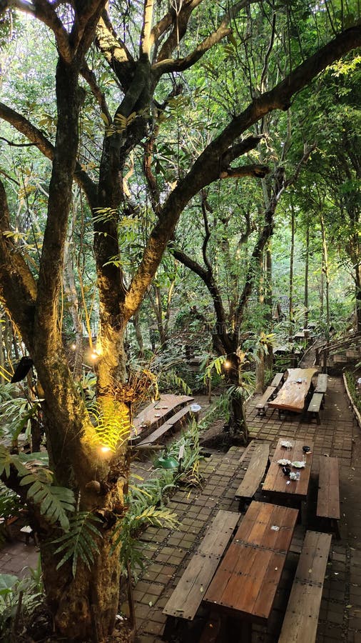 Tree in the caffe stock photo. Image of nature, garden - 263706820