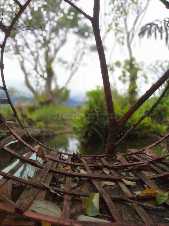 Tree cage in the forest stock photo. Image of cage, forest - 208803148