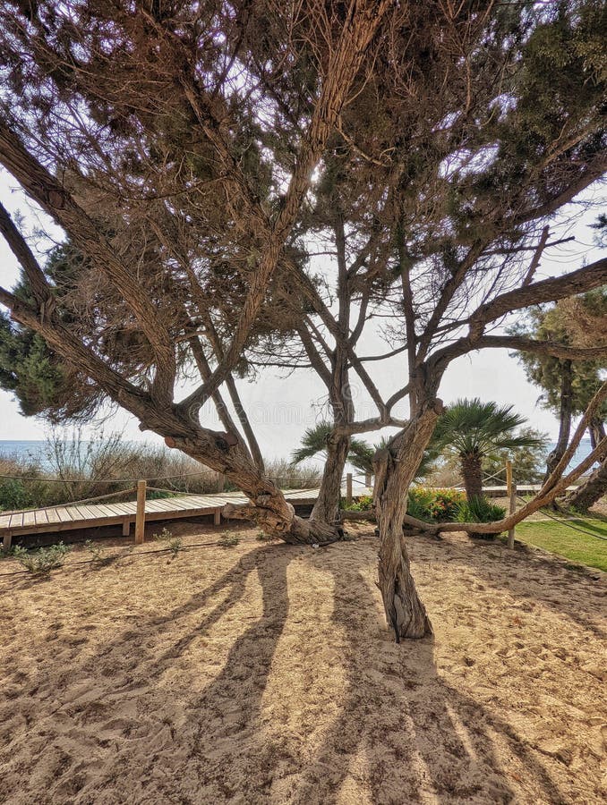 Tree Called Sabina in Front of the Sea. Mediterranean Tree Stock Photo ...