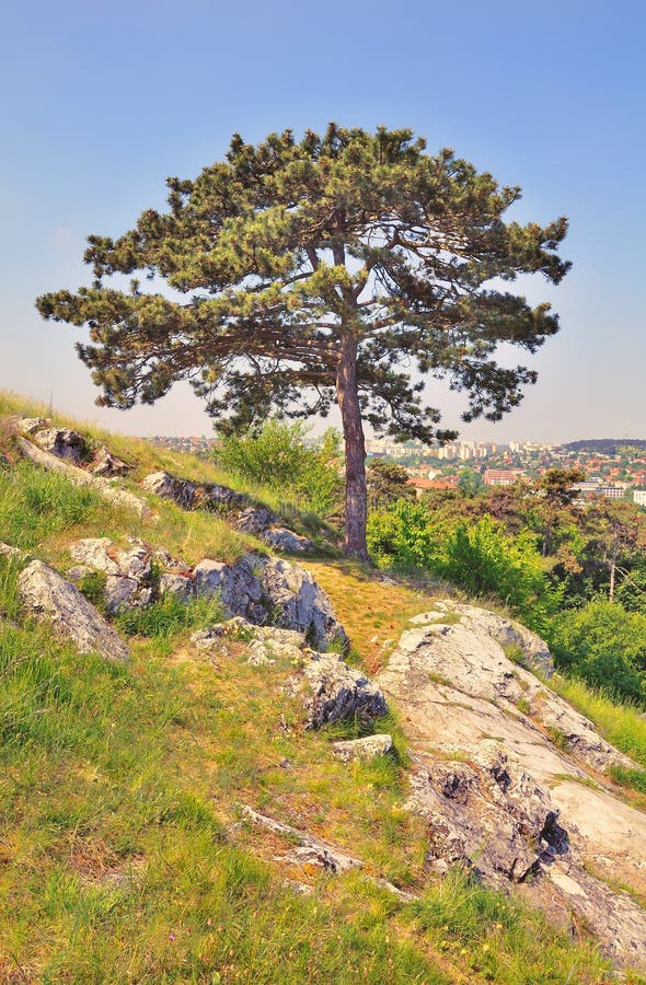 Tree stock image. Image of landscape, rocky, calvary - 50826629