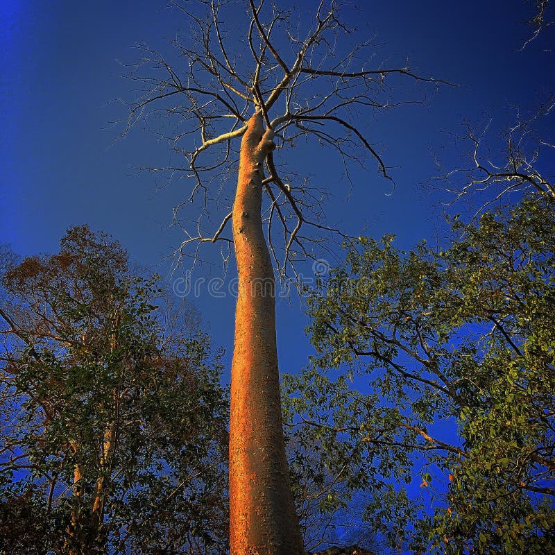 Tree stock photo. Image of blue, natural, high, cambodian - 53809396