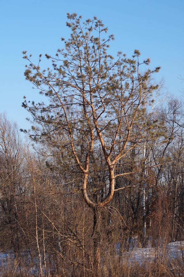 Tree a candlestick stock photo. Image of tree, rare, nature - 67565894