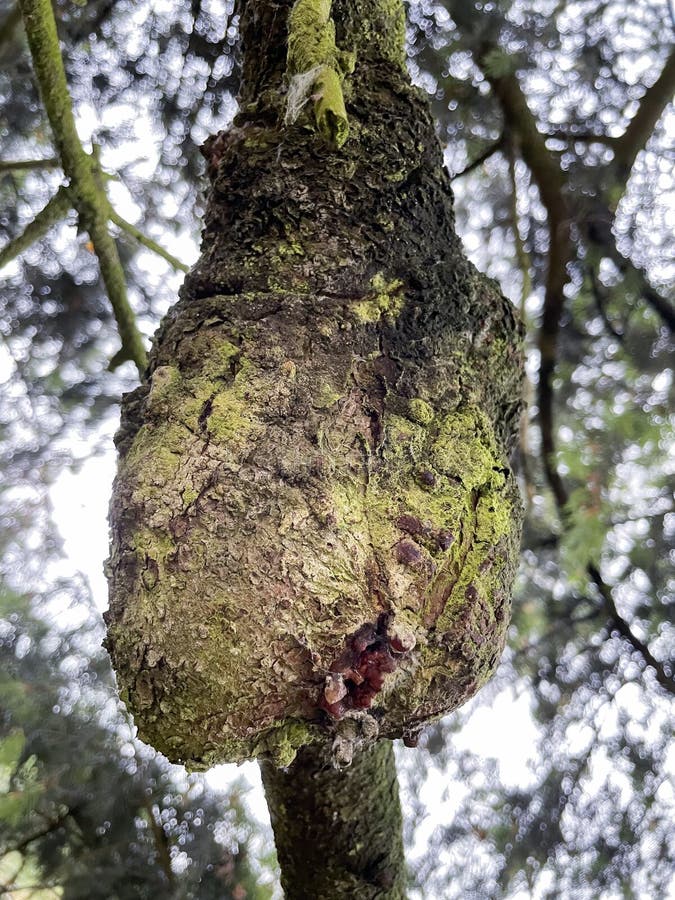 Tree Canker on a Big Tree Trunk with an Hearth Shape and Moss Overgrown ...
