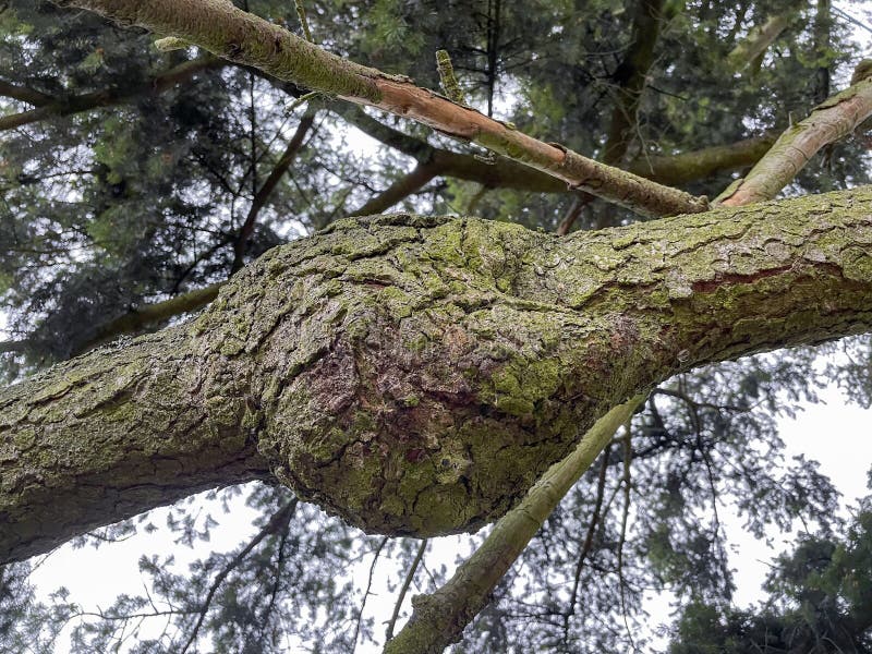 Tree Canker on a Big Tree Trunk with an Hearth Shape and Moss Overgrown ...