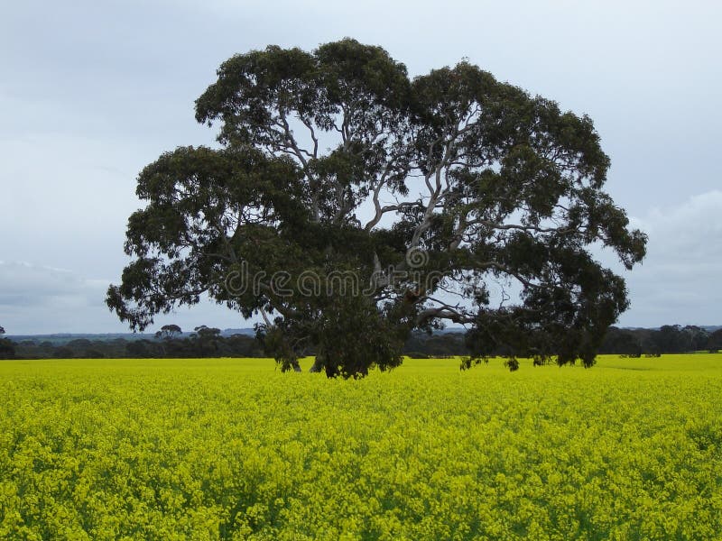 Tree in canola field stock photo. Image of landscape, crops - 7688878