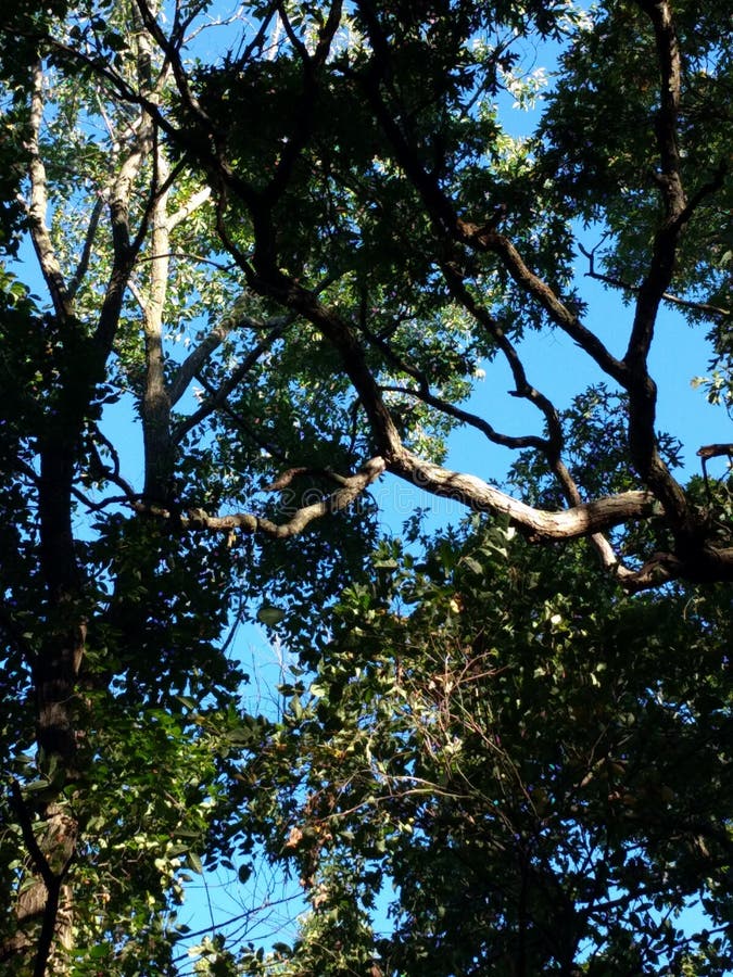 Tree Canopies in Daylight stock photo. Image of forest - 183152110