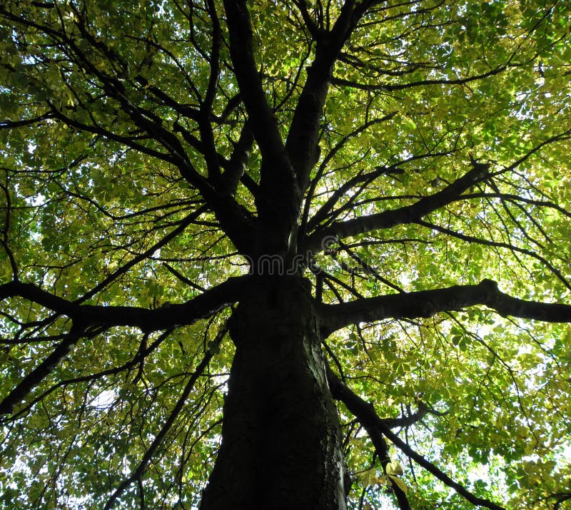 Tree canopy stock photo. Image of green, tree, leaves - 11451026