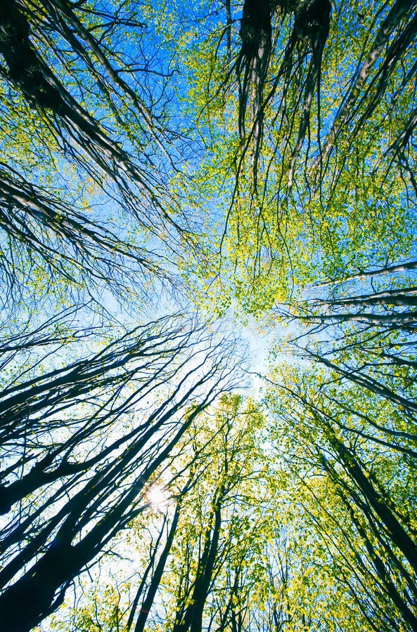 Tree canopy stock photo. Image of park, green, canopy - 13453940
