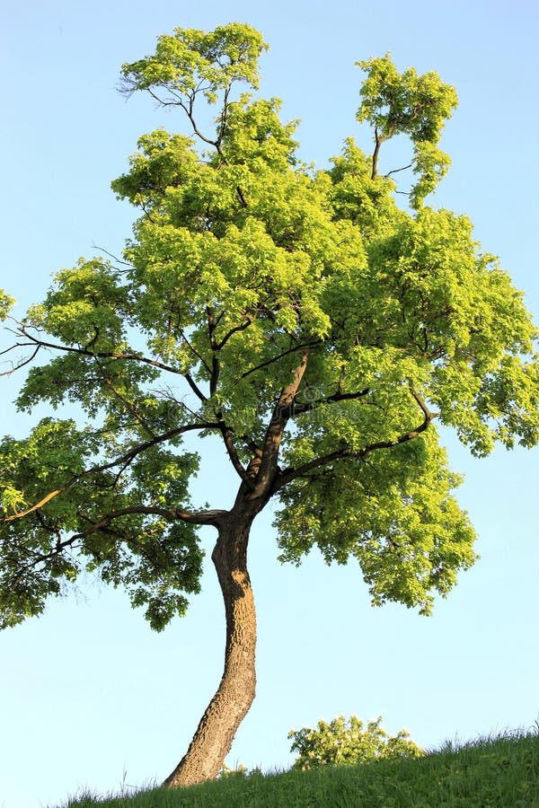 Tree Pf Life Stock Photos - Free & Royalty-Free Stock Photos from ...