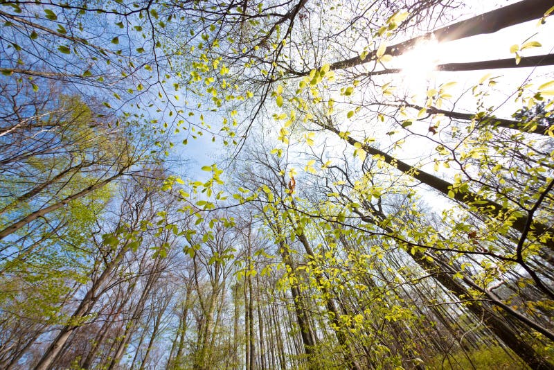Tree canopy stock image. Image of color, brown, green - 14657239