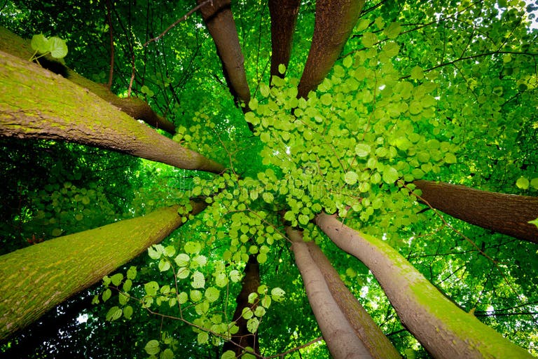 7,469 Tree Canopy Texture Stock Photos - Free & Royalty-Free Stock ...