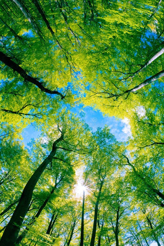 Tree canopy stock photo. Image of scenery, green, canopy - 14693122