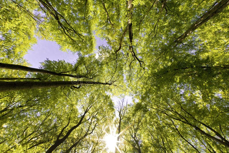 Tree canopy stock photo. Image of gorgeous, forest, colorful - 14694122 Tree canopy stock photo. Image of gorgeous, forest, colorful - 14694122