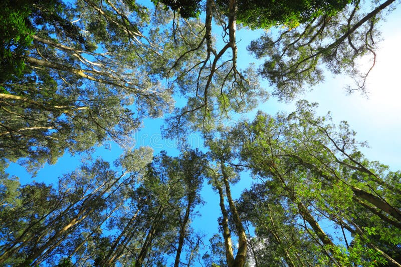 Tree canopy stock image. Image of colorful, orange, green - 15104275