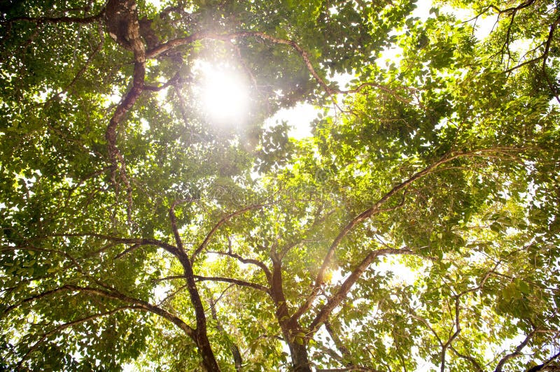 Tree Canopy stock photo. Image of island, asia, conservation - 20632952