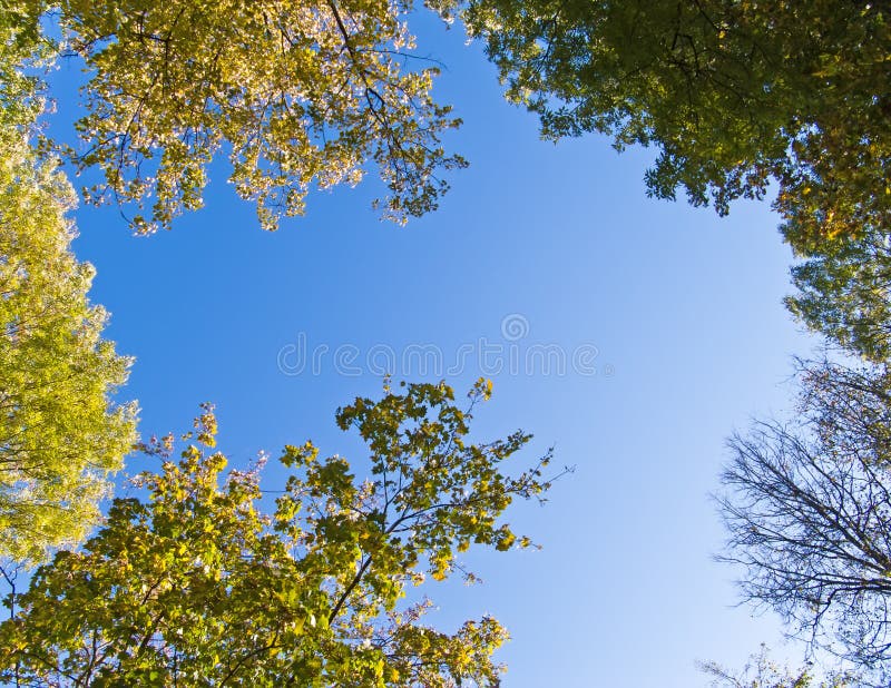 Tree canopy stock image. Image of pattern, colorful, light - 20657201