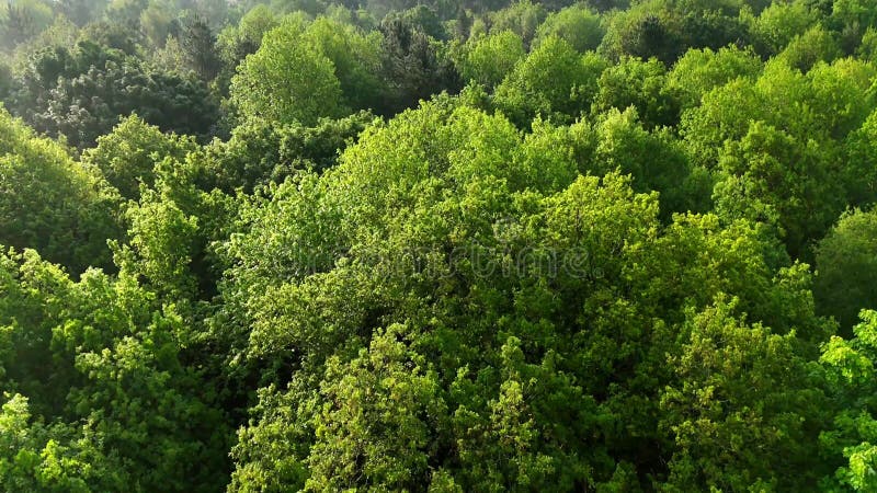 Tree Canopy from Above Drone Flying Overhead Stock Video - Video of ...