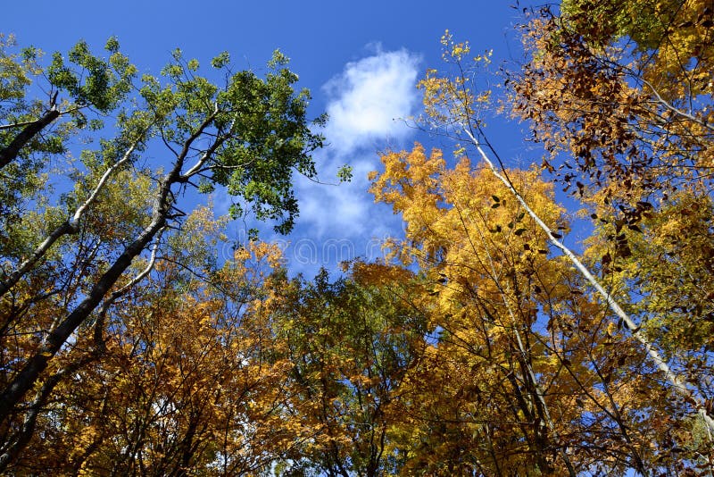 Tree Canopy with Variety of Bright Fall Colours Stock Photo - Image of ...