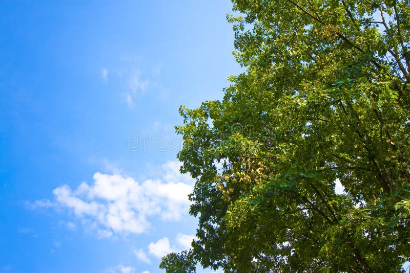 Tree Canopy Against a Sky Background - Image with Copy Space Stock ...