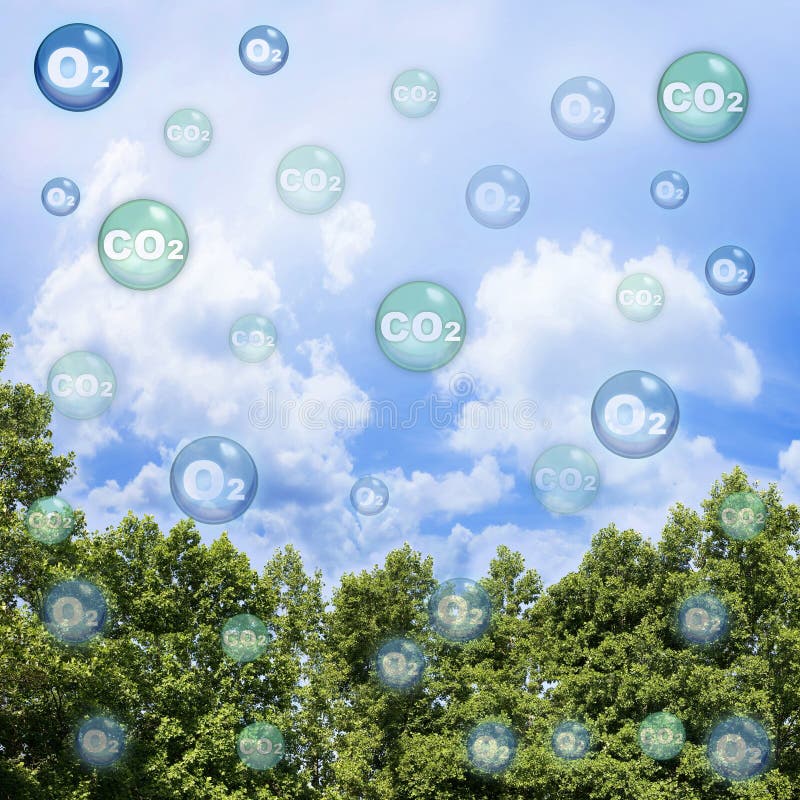 Tree Canopy Against a Sky Background with Oxygen O2 and Carbon Dioxide ...