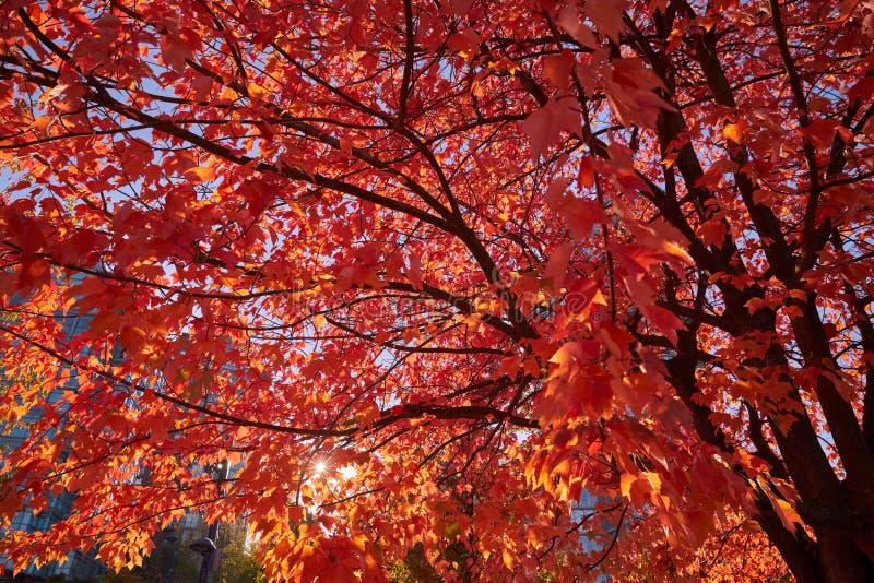 Tree Canopy Autumn Leaves stock photo. Image of maple - 202958370