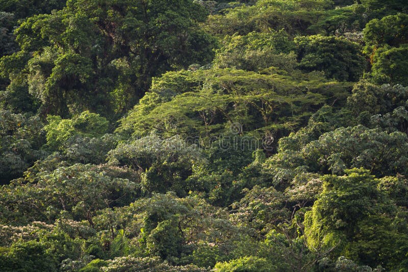 442 Rainforest Tree Tops Stock Photos - Free & Royalty-Free Stock ...